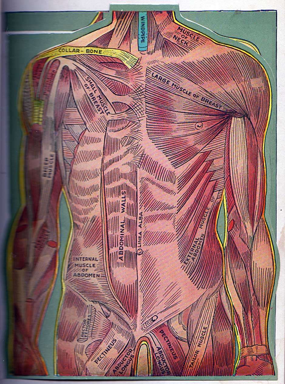 Antique Anatomical Illustrations | A Cabinet for the Curious