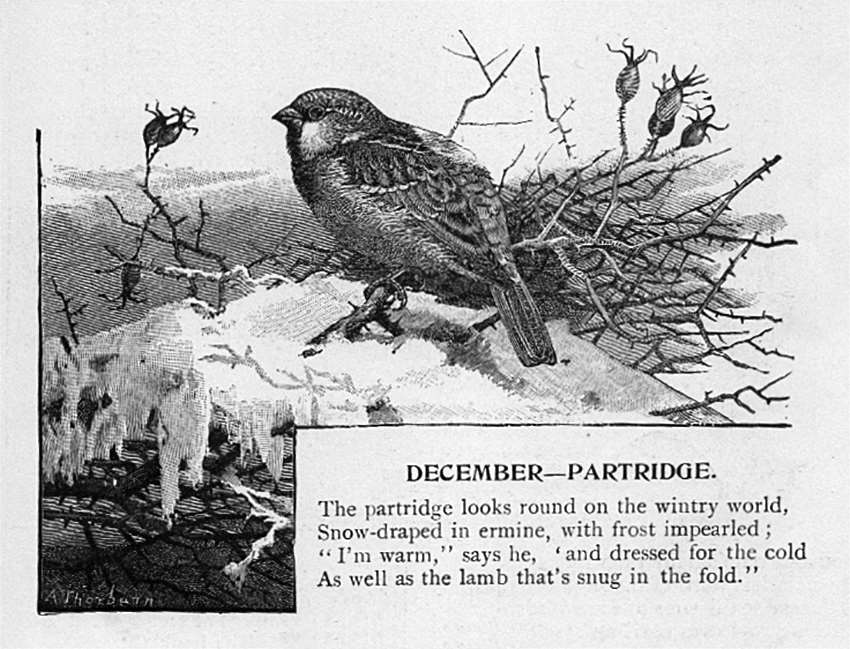 Winter Scenes | A Cabinet for the Curious