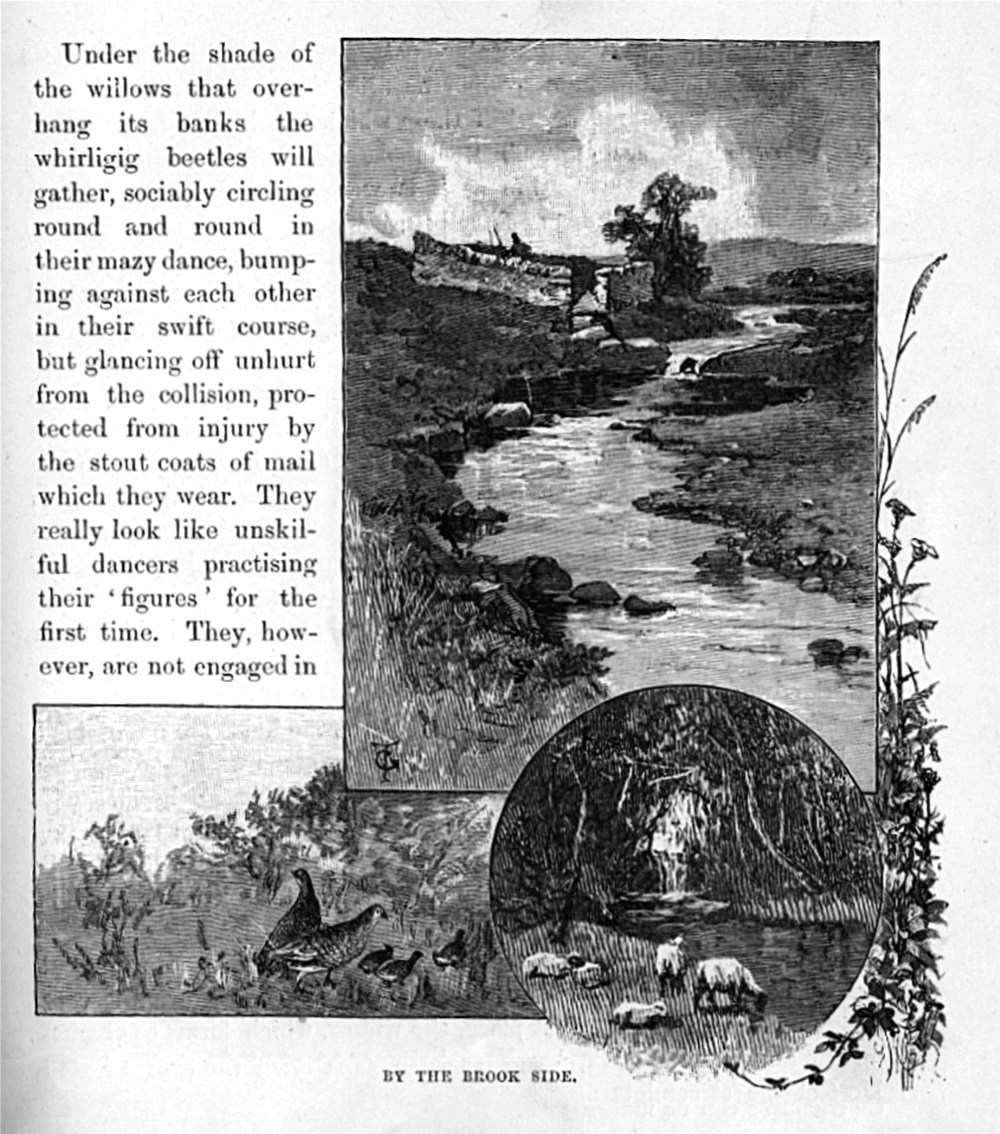 The Brook and Its Banks | A Cabinet for the Curious